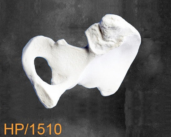 Hemi Pelvis Large left. HP1510 – London Bone Company